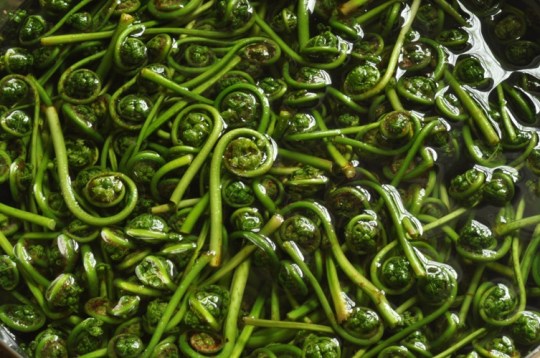 Foraging, Fiddleheads, & Ferns | Putting Up With The Turnbulls